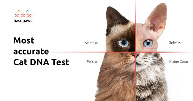 CES Spotlight: You Can Get A DNA Test For Your Cat Now | LATF USA