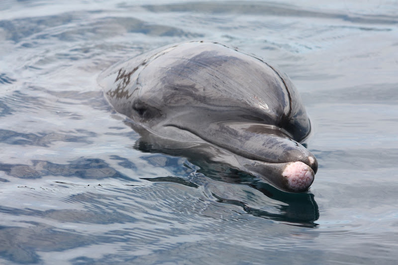 How You Can Help Save Dolphin's Lives! | LATF USA