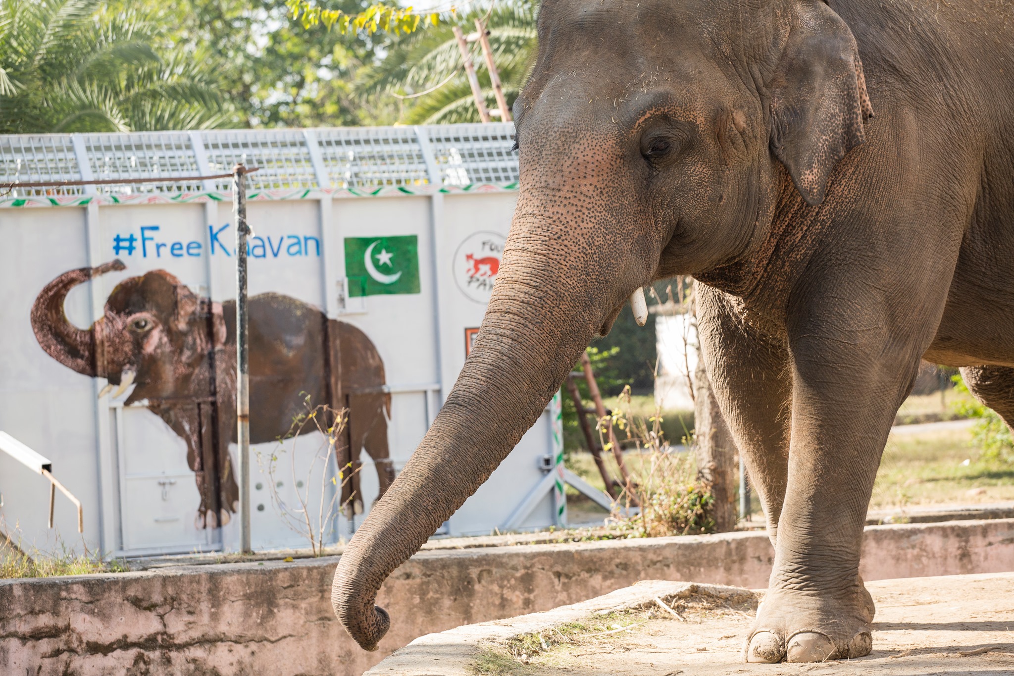 Cher Gives Kaavan The Elephant A Happy New Home | LATF USA