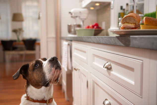 Tips To Keep Your Pets Safe: Pet Poison Prevention Month | LATF USA