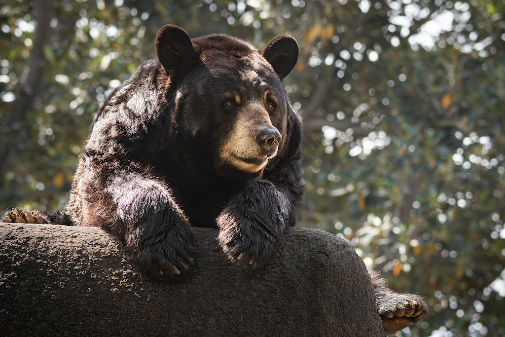 Los Angeles Zoo Mourns Ranger The Black Bear | LATF USA